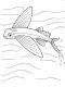 Flying fish coloring pages
