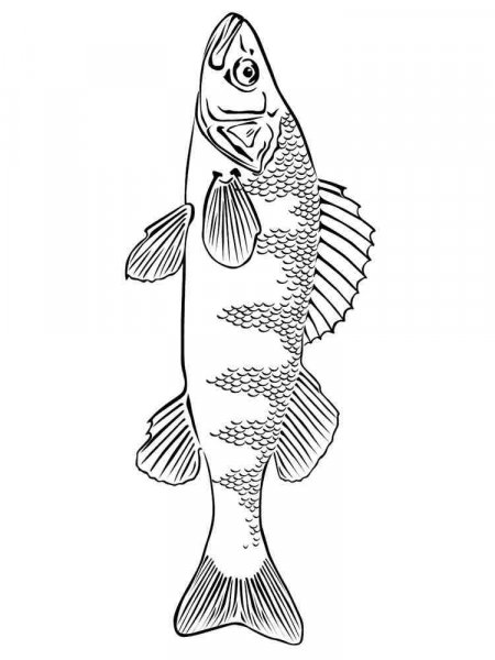 Freshwater Fish coloring pages