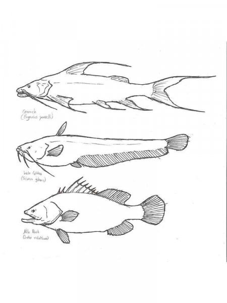 Freshwater Fish coloring pages