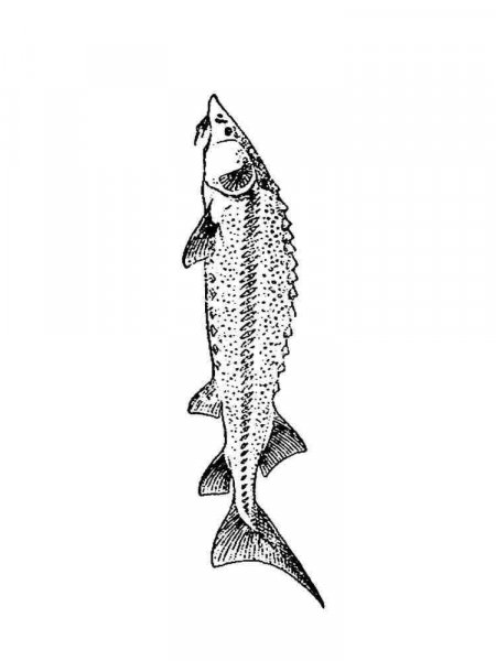 Freshwater Fish coloring pages