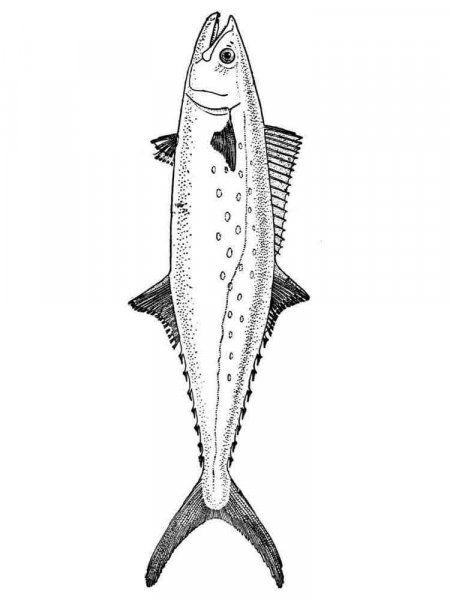 Mackerel coloring pages