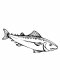 Mackerel coloring pages. Download and print Mackerel coloring pages.