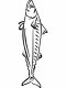 Mackerel coloring pages. Download and print Mackerel coloring pages.
