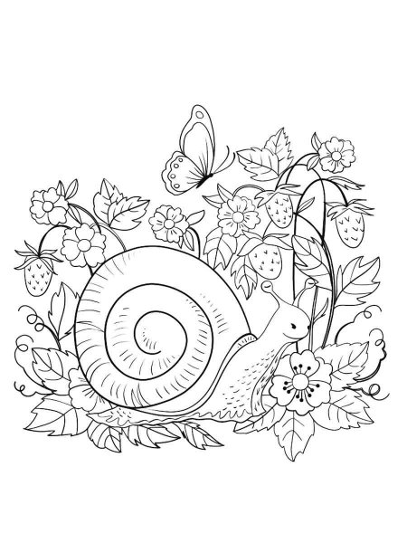 Mollusks coloring pages
