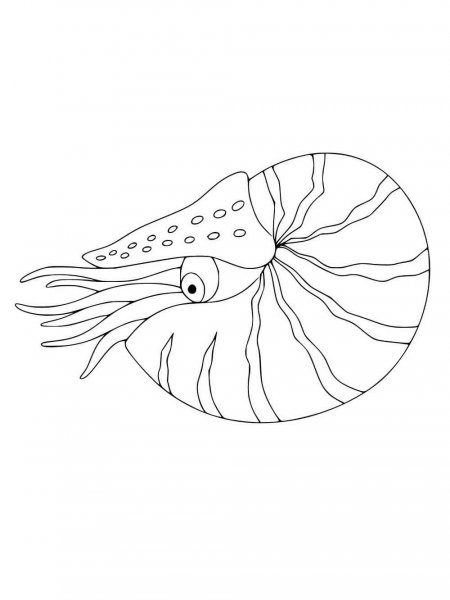 Mollusks coloring pages