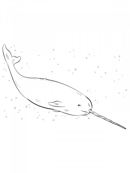 Narwhal coloring pages