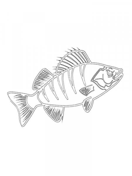 Perch coloring pages