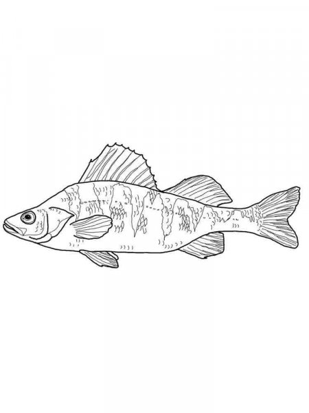 Perch coloring pages