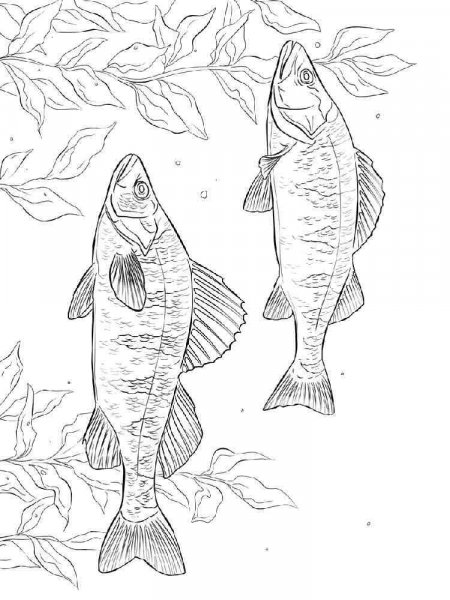 Perch coloring pages