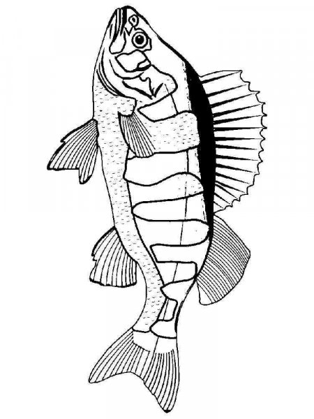 Perch coloring pages