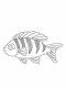 Perch coloring pages