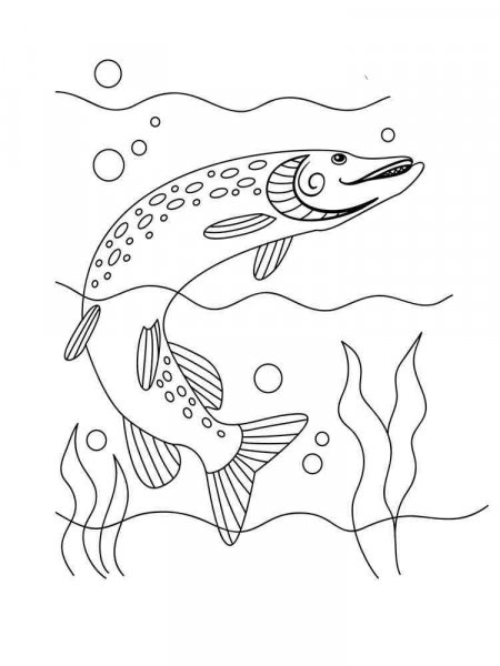 Pike coloring pages