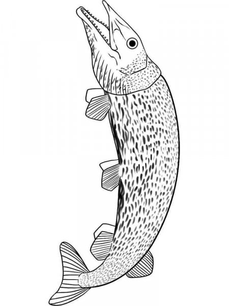 Pike coloring pages