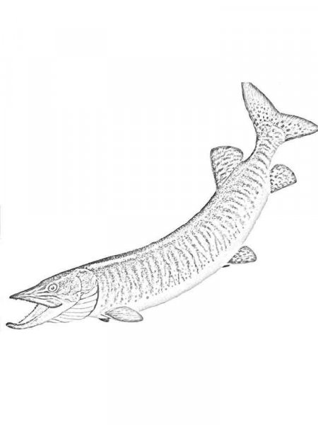 Pike coloring pages