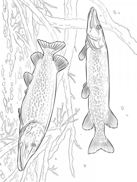 Pike coloring pages