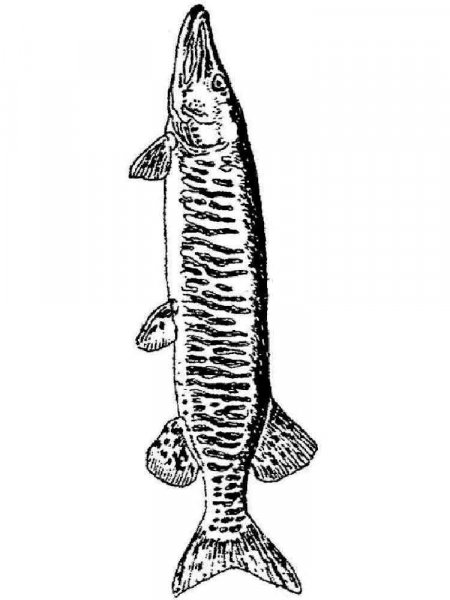 Pike coloring pages