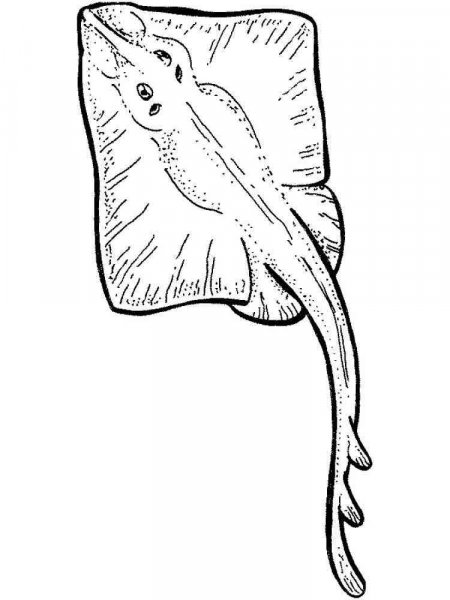 Stingray coloring pages