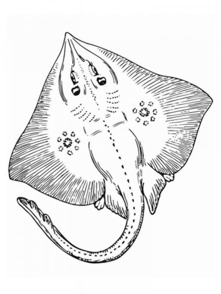 Stingray coloring pages