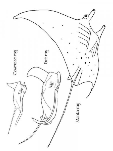 Stingray coloring pages