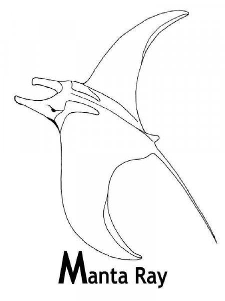 Stingray coloring pages