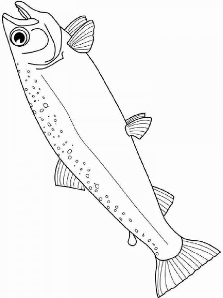 Salmon coloring pages