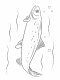 Salmon coloring pages