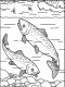 Salmon coloring pages