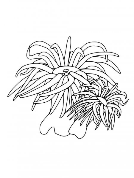 Sea Anemone coloring pages