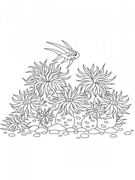 Sea Anemone coloring pages