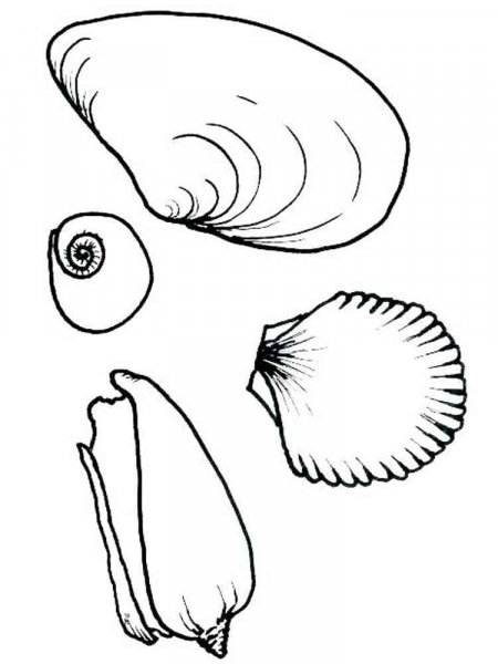 Seashell coloring pages