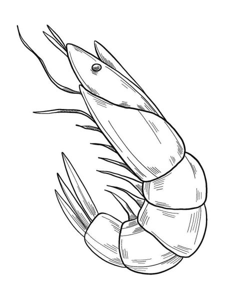 Shrimp coloring pages