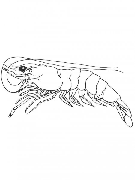 Shrimp coloring pages