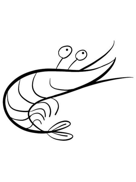 Shrimp coloring pages