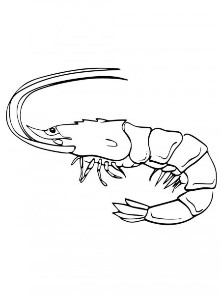 Shrimp coloring pages
