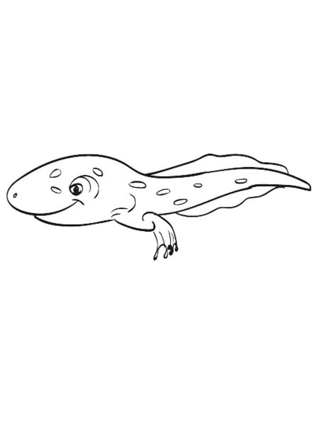 Tadpole coloring pages