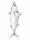 Tuna fish coloring pages