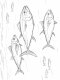 Tuna fish coloring pages