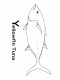 Tuna fish coloring pages