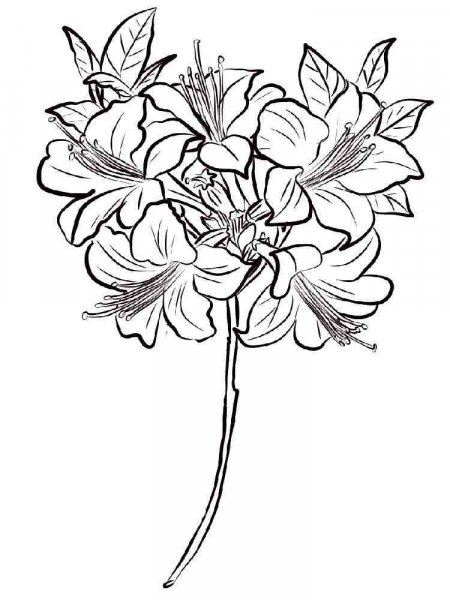Azalea coloring pages