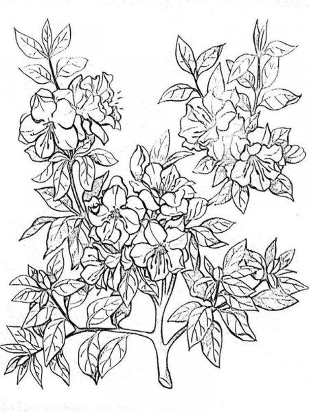 Azalea coloring pages