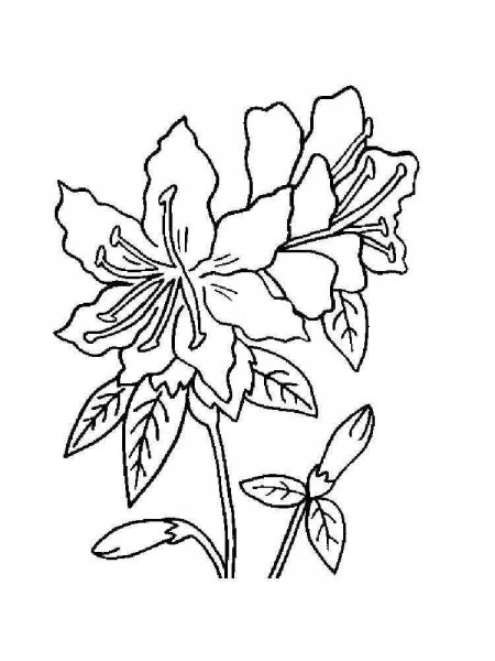 Azalea coloring pages