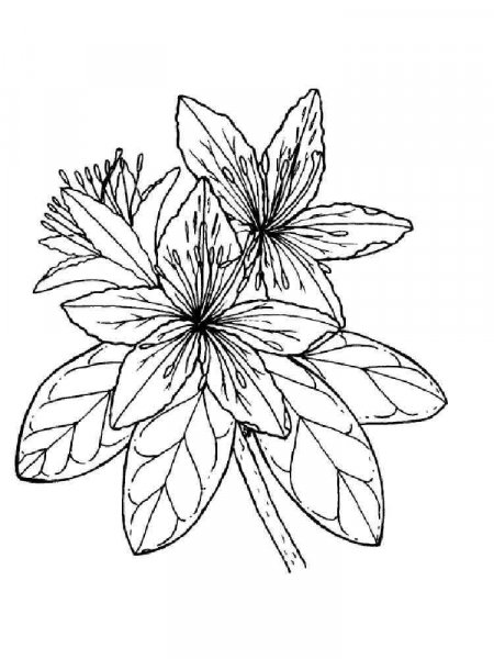 Azalea coloring pages