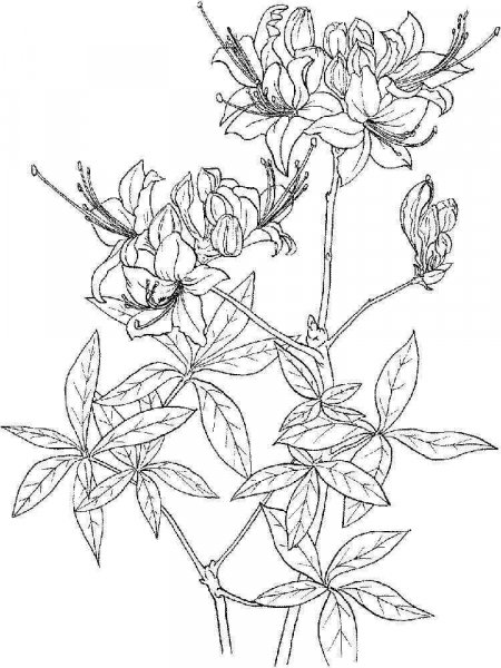 Azalea coloring pages