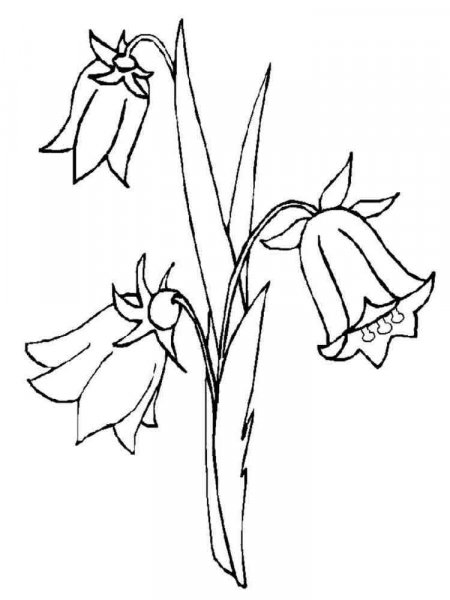 Bellflower coloring pages. Download and print Bellflower coloring pages