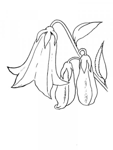 Bellflower coloring pages. Download and print Bellflower coloring pages
