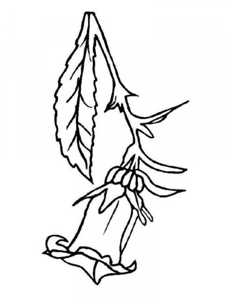Bellflower coloring pages. Download and print Bellflower coloring pages