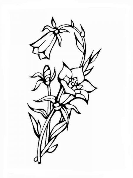 Bellflower coloring pages. Download and print Bellflower coloring pages