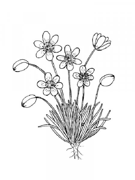 Buttercup flower coloring pages