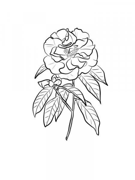 Camellia flower coloring pages