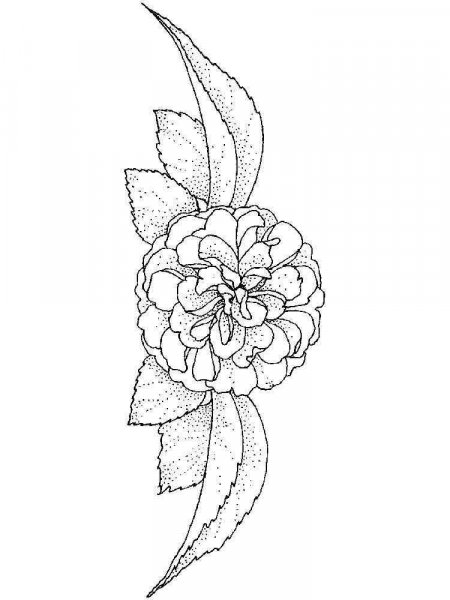 Camellia flower coloring pages